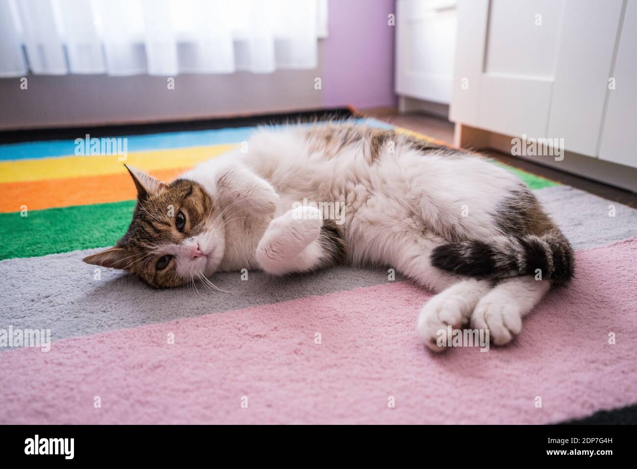 lazy cat sleeping on colorful carpet Stock Photo - Alamy