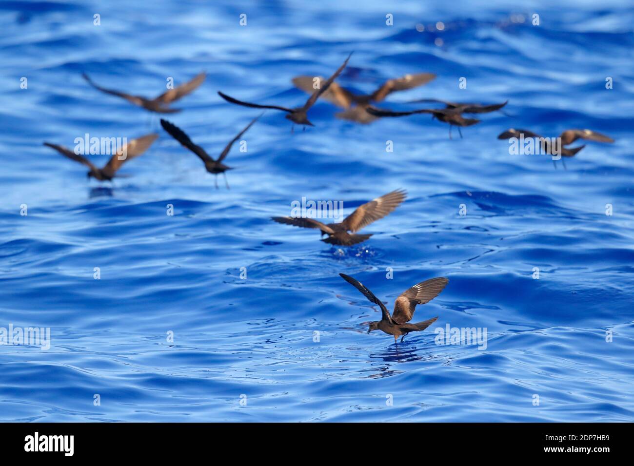 Matsudaira's Storm-Petrels (Hydrobates matsudairae) fluttering flock ...
