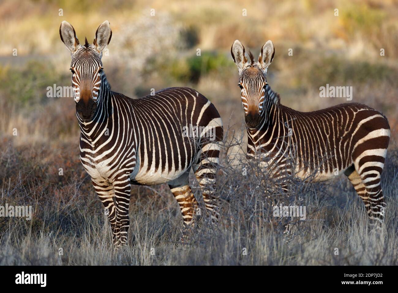 Cape Mountain Zebra (Equus zebra zebra), side view of two adults, Karoo ...