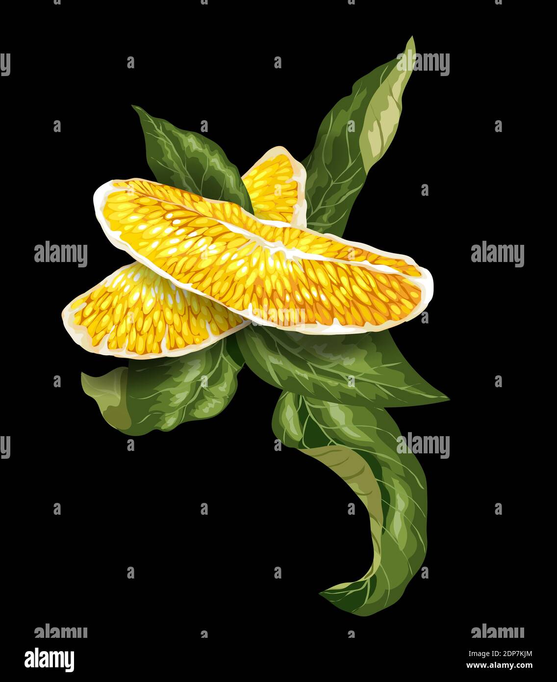 Vector image of Decorative Element with orange citrus fruit tree slice ...