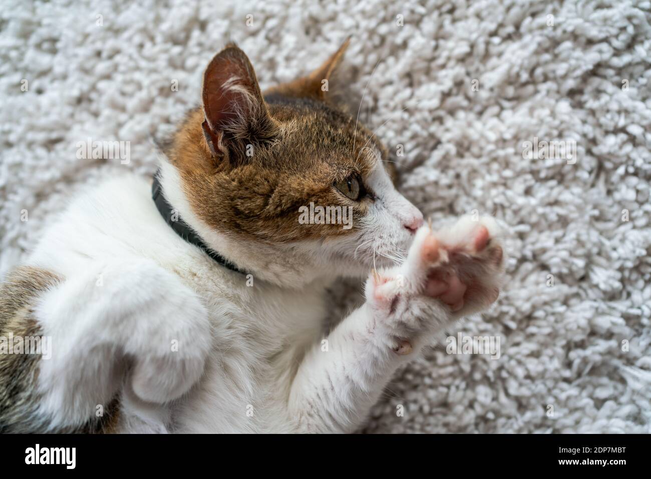 beautiful cat portrait at home Stock Photo - Alamy