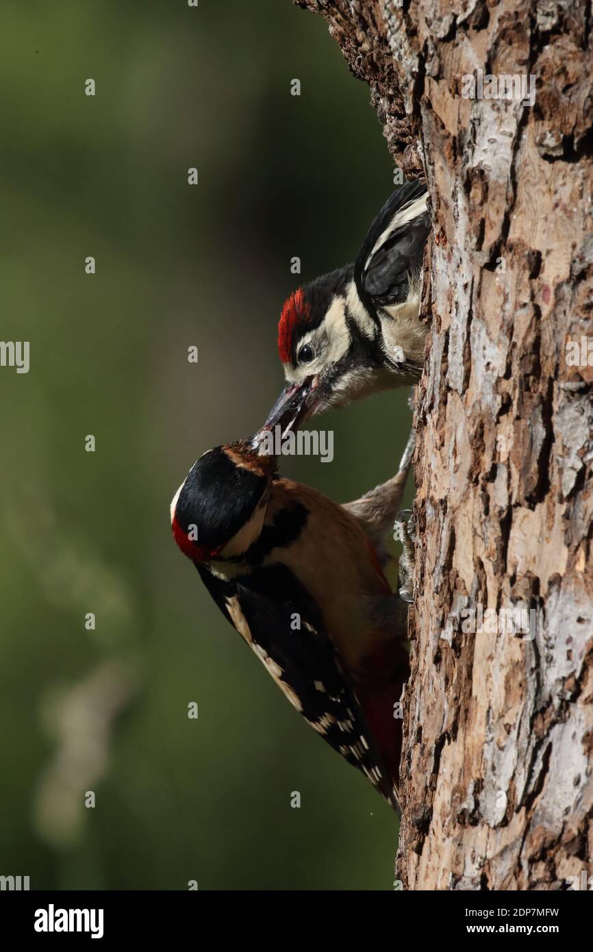 Great Spotted Woodpecker (Dendrocopos major Stock Photo - Alamy