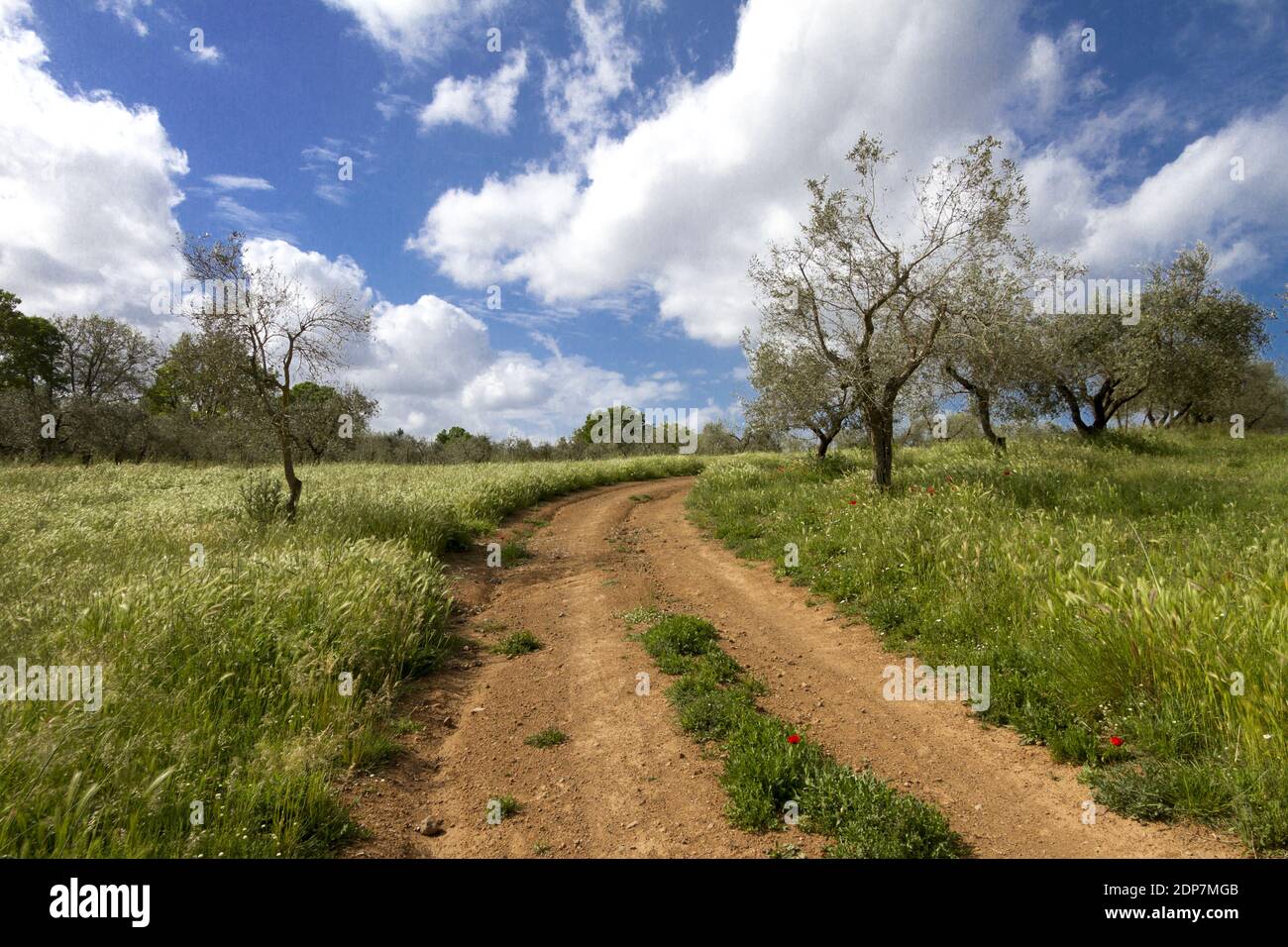 A dirt road in a beautiful and large green field under the white fluffy ...