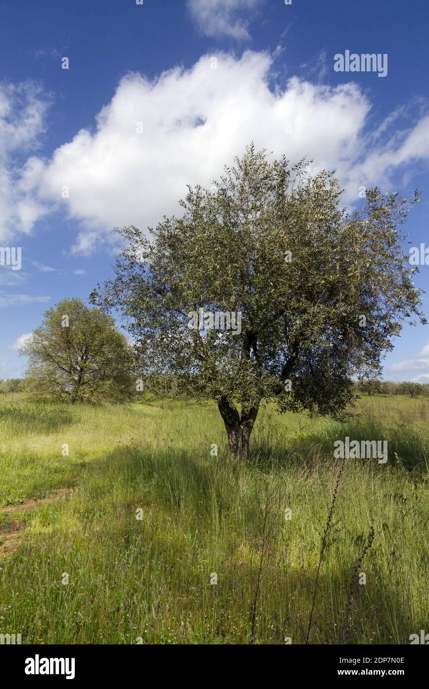 A vertical shot of trees in a large field during daylight Stock Photo ...