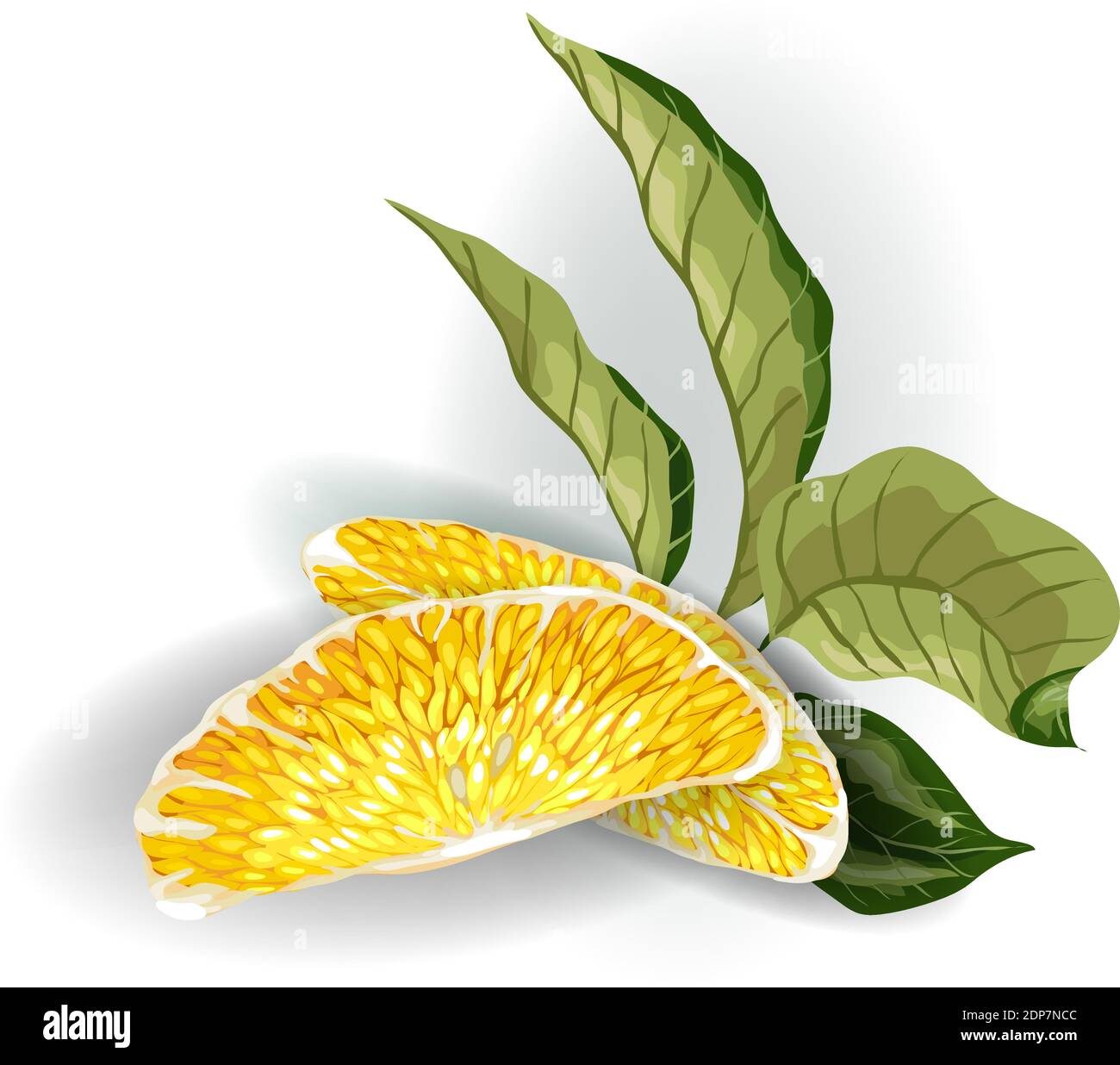 Curved tree Stock Vector Images - Alamy