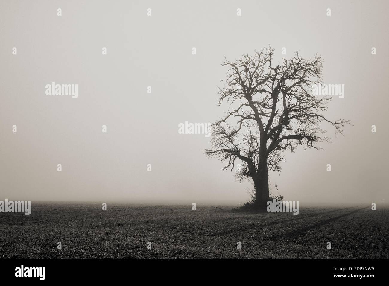 Single barren tree in gloomy landscape infront of foggy sky Stock Photo ...