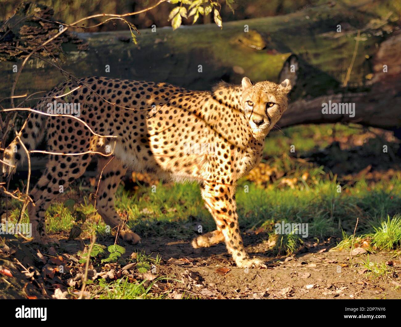 Gepard hunting hi-res stock photography and images - Alamy