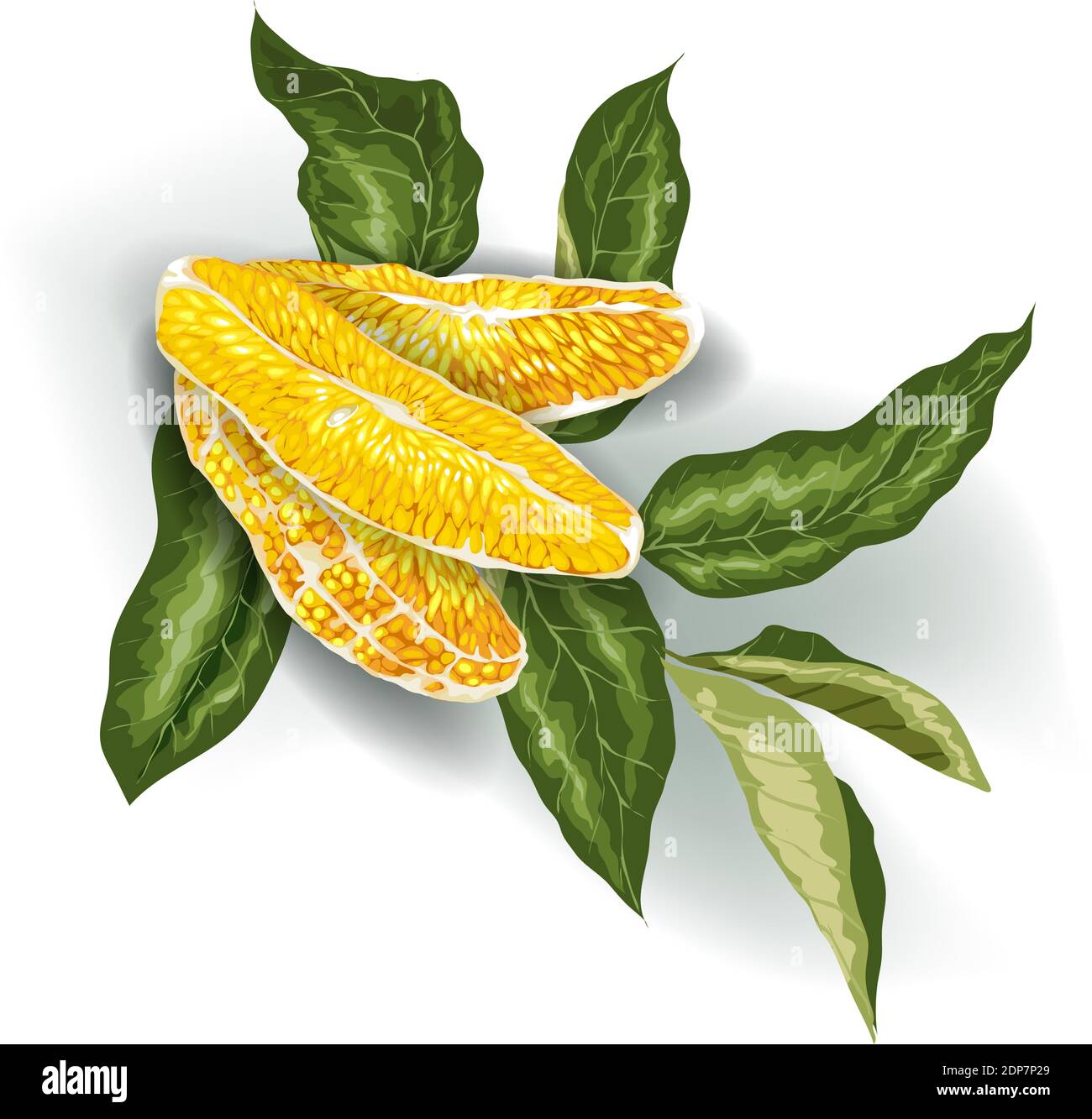 Vector image of Decorative Element with 3 orange citrus fruit tree ...