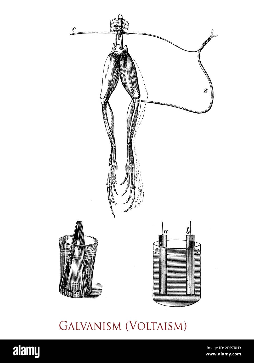 Galvani Frog Experiment High Resolution Stock Photography and Images ...