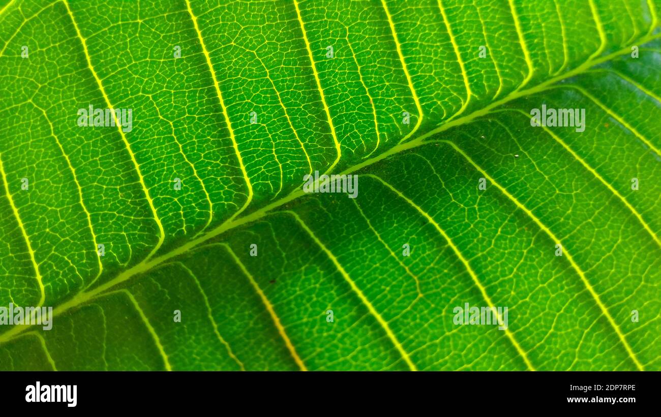 Parallel Leaf Veins High Resolution Stock Photography and Images - Alamy