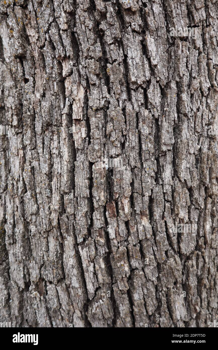 A vertical closeup shot of an old oak tree trunk Stock Photo - Alamy