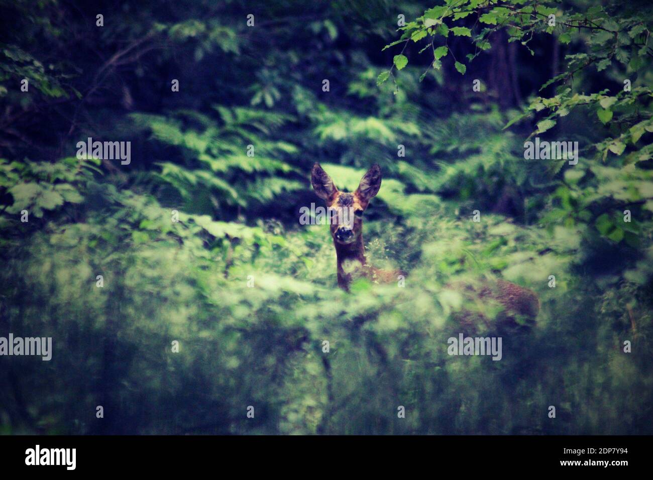 Animal spotting hi-res stock photography and images - Alamy