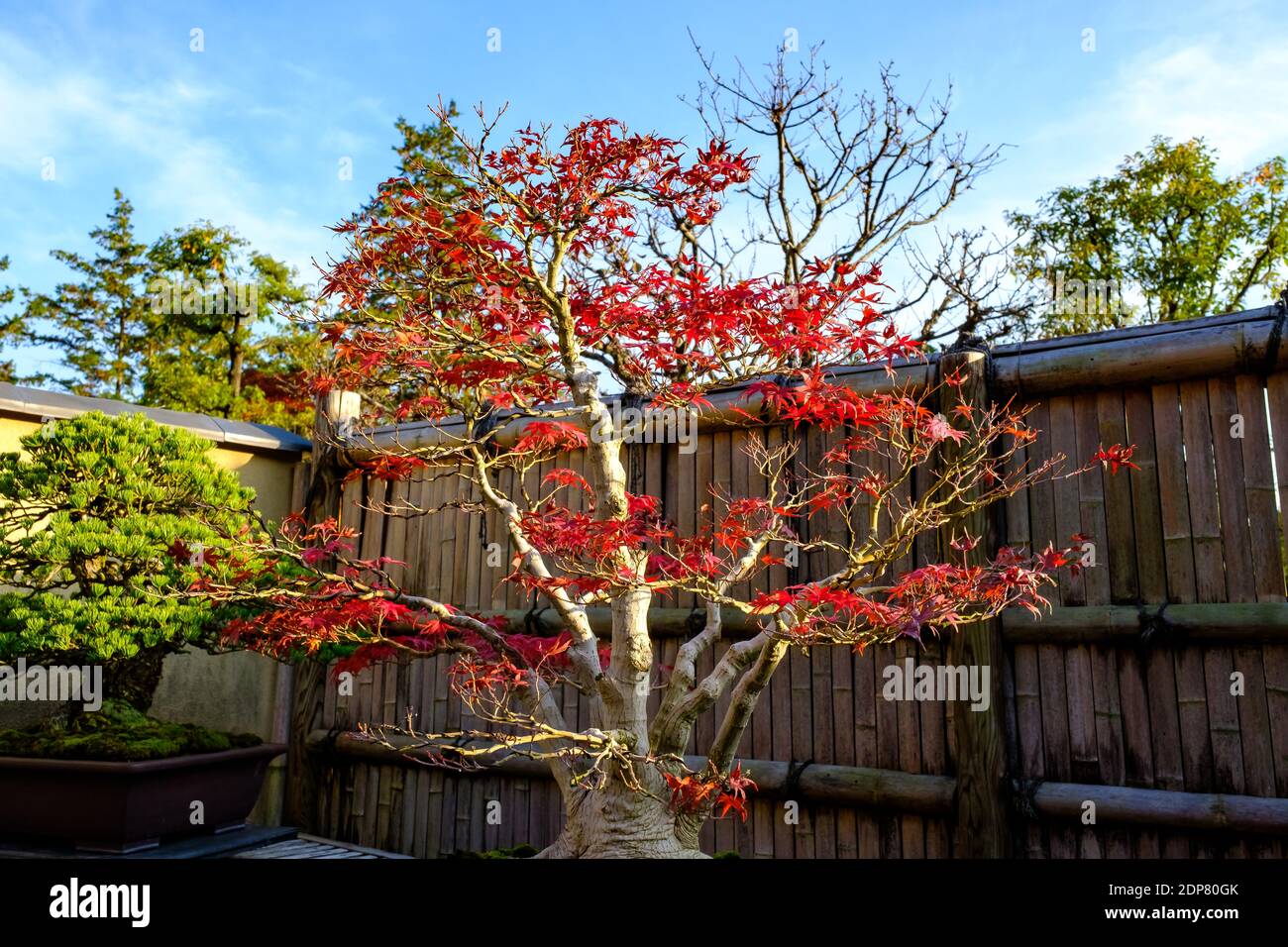 The ancient art of bonsai Stock Photo - Alamy