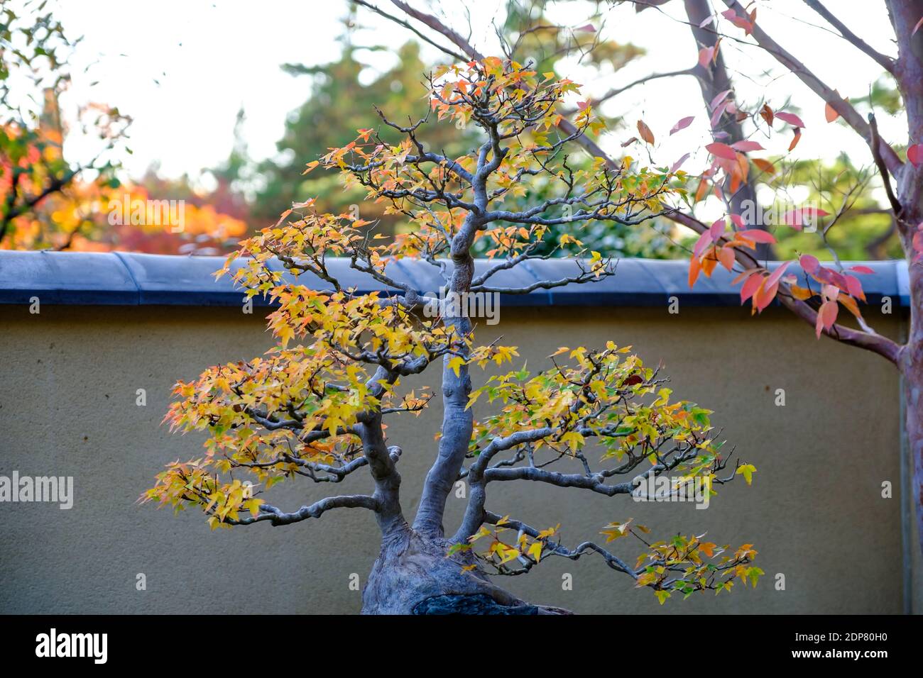The ancient art of bonsai Stock Photo - Alamy