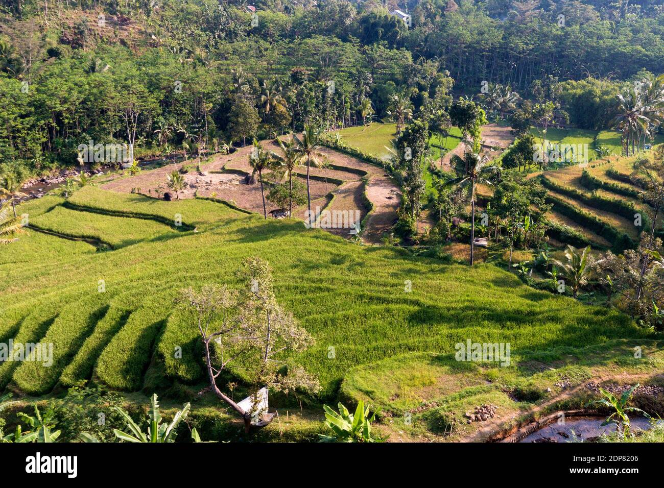 rice fields in Rembangan, Jember district, East Java Stock Photo - Alamy