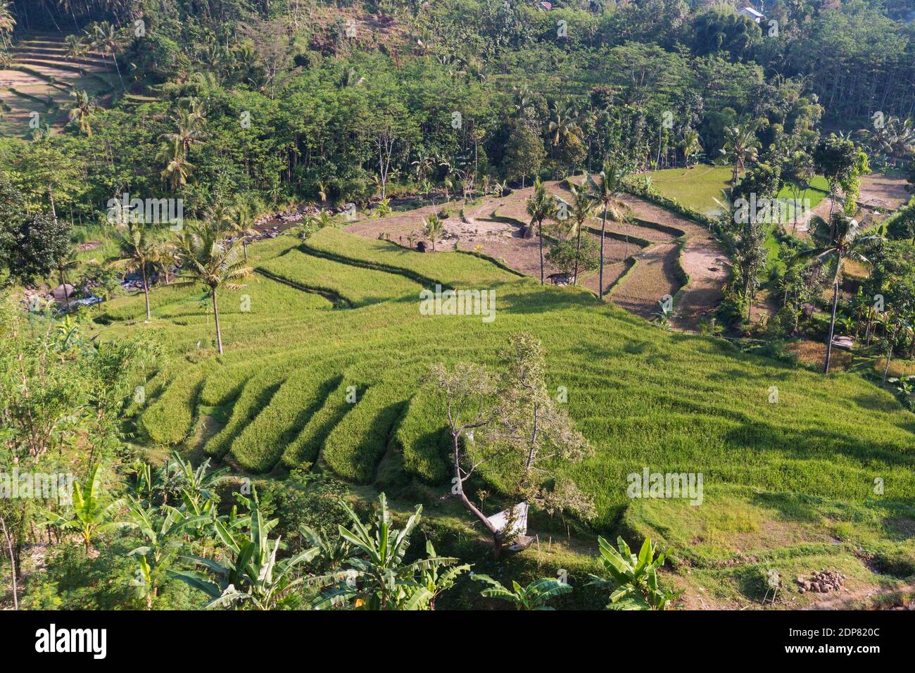 Paddyfield hi-res stock photography and images - Alamy