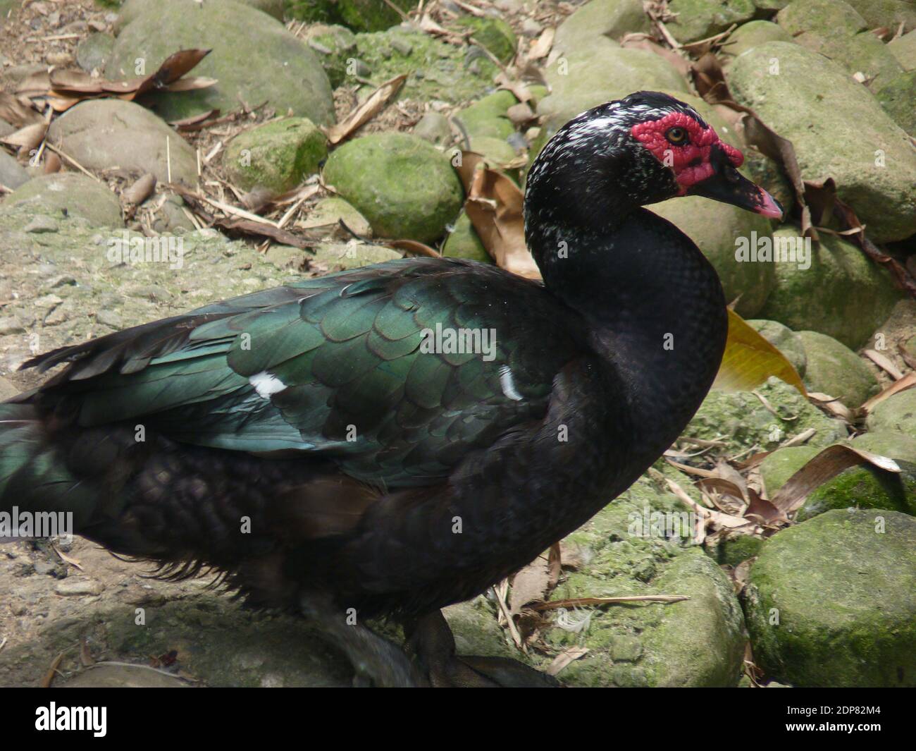 A Muscovy duck in a natural environment Stock Photo - Alamy
