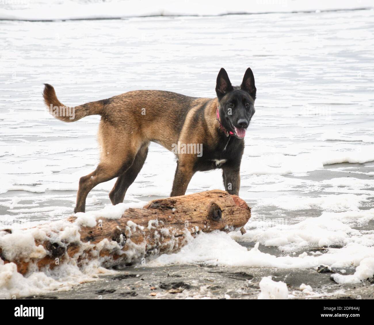 Belgian bulldog hi-res stock photography and images - Alamy