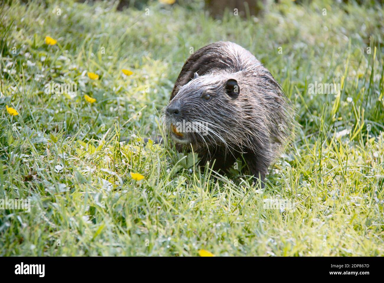 Nutria Italy High Resolution Stock Photography and Images - Alamy