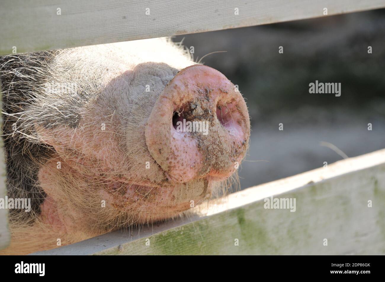 Pig head open mouth hi-res stock photography and images - Alamy