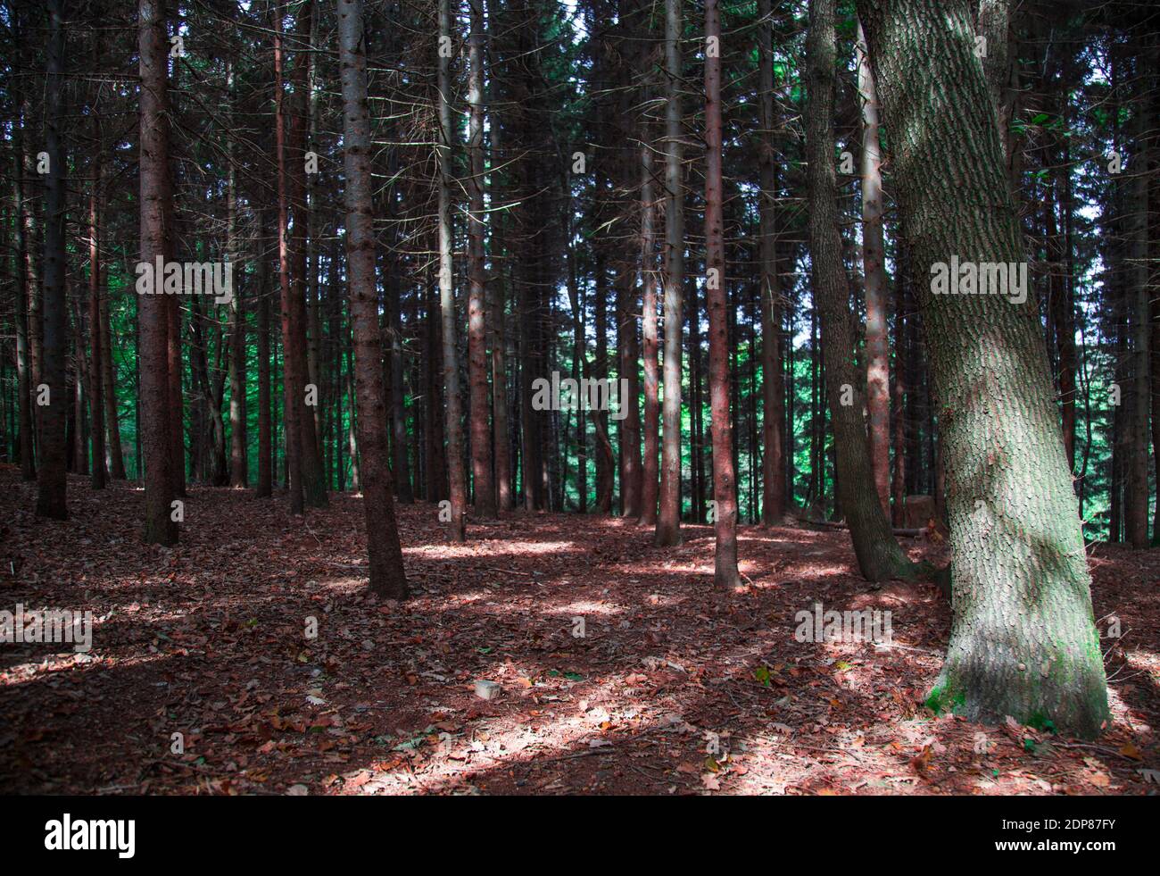 tall trees in the forest Stock Photo - Alamy