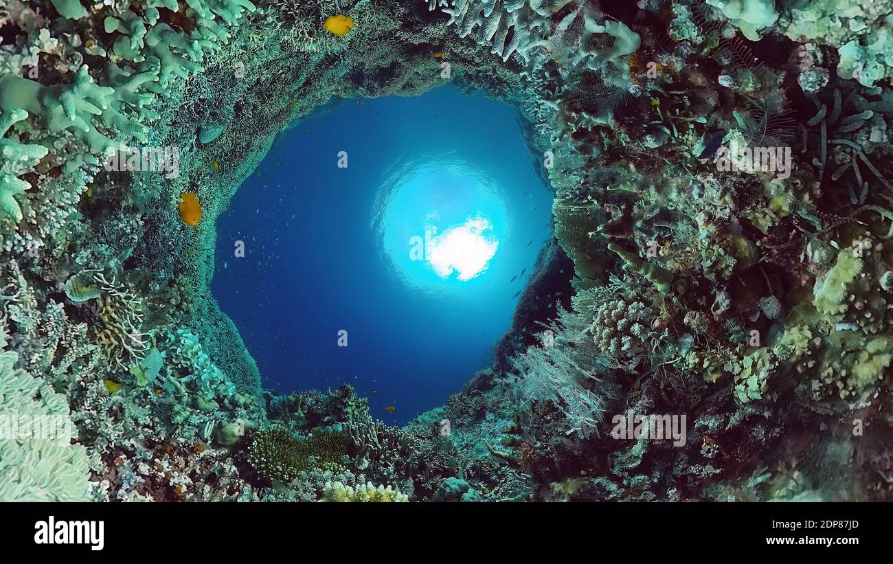 Coral reef underwater with fishes and marine life. Coral reef and ...