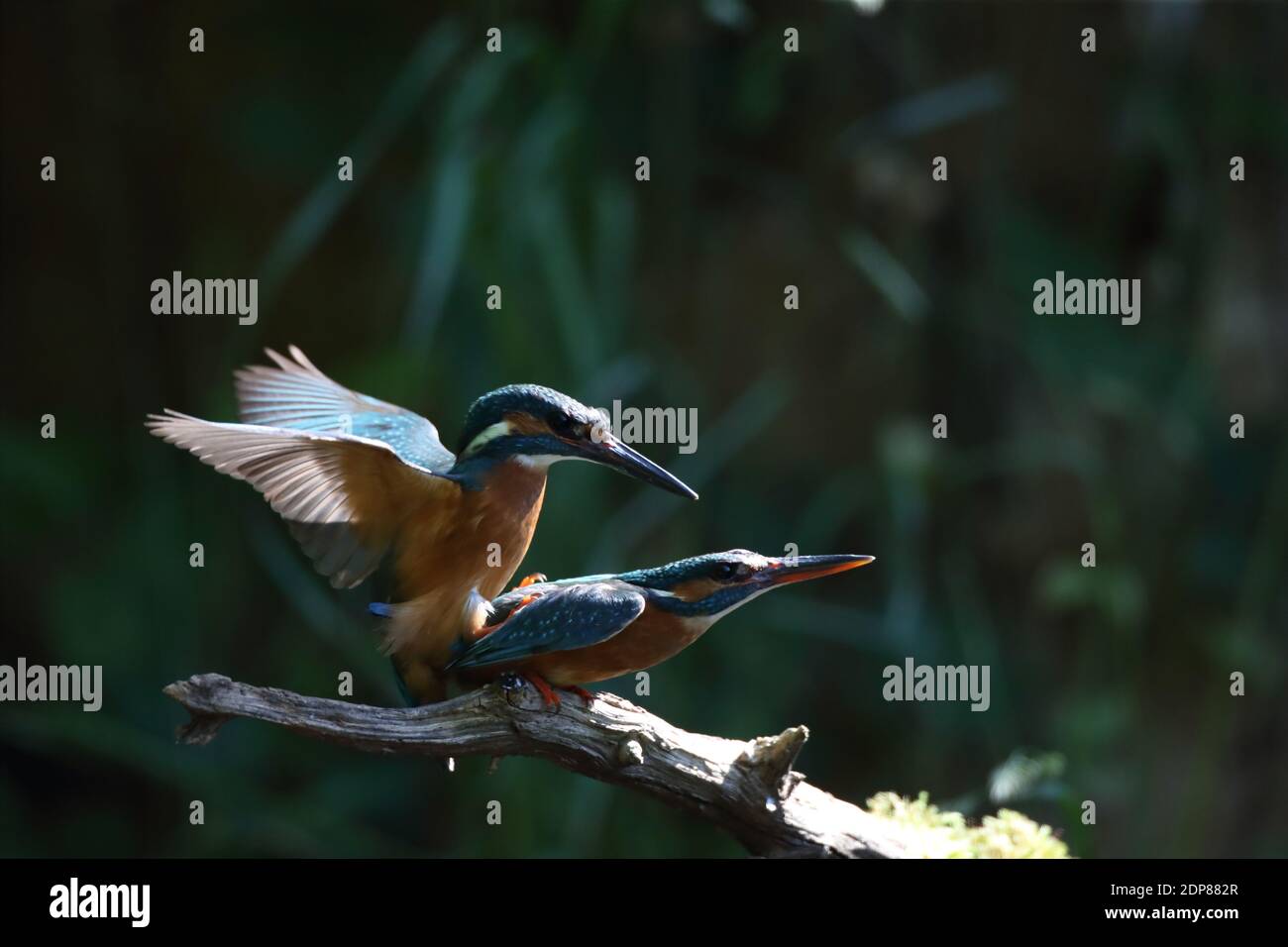 Common Kingfisher (Alcedo atthis), Eurasian kingfisher Stock Photo - Alamy