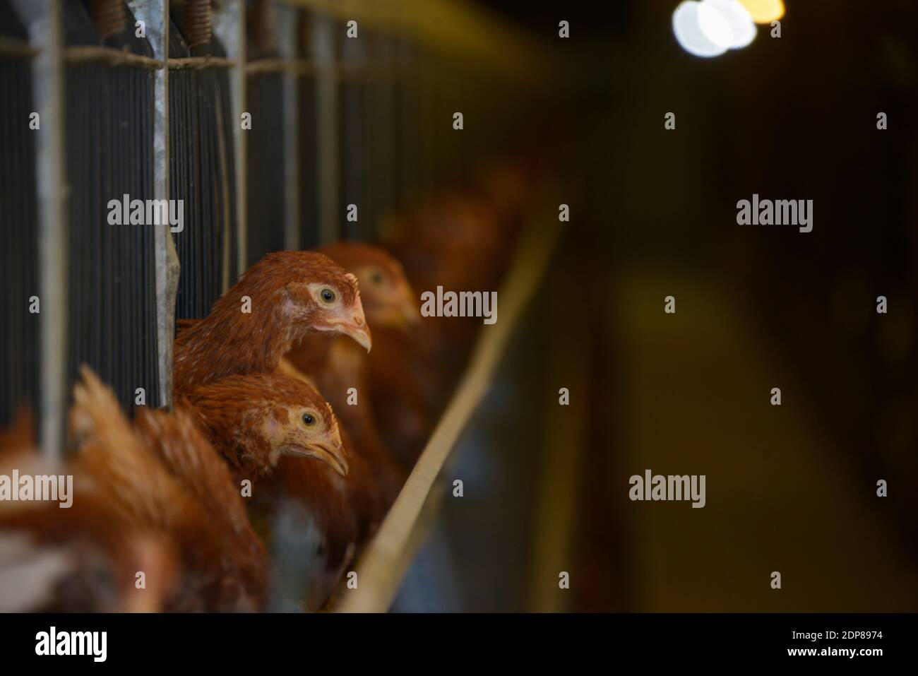 Gallina bird hi-res stock photography and images - Alamy