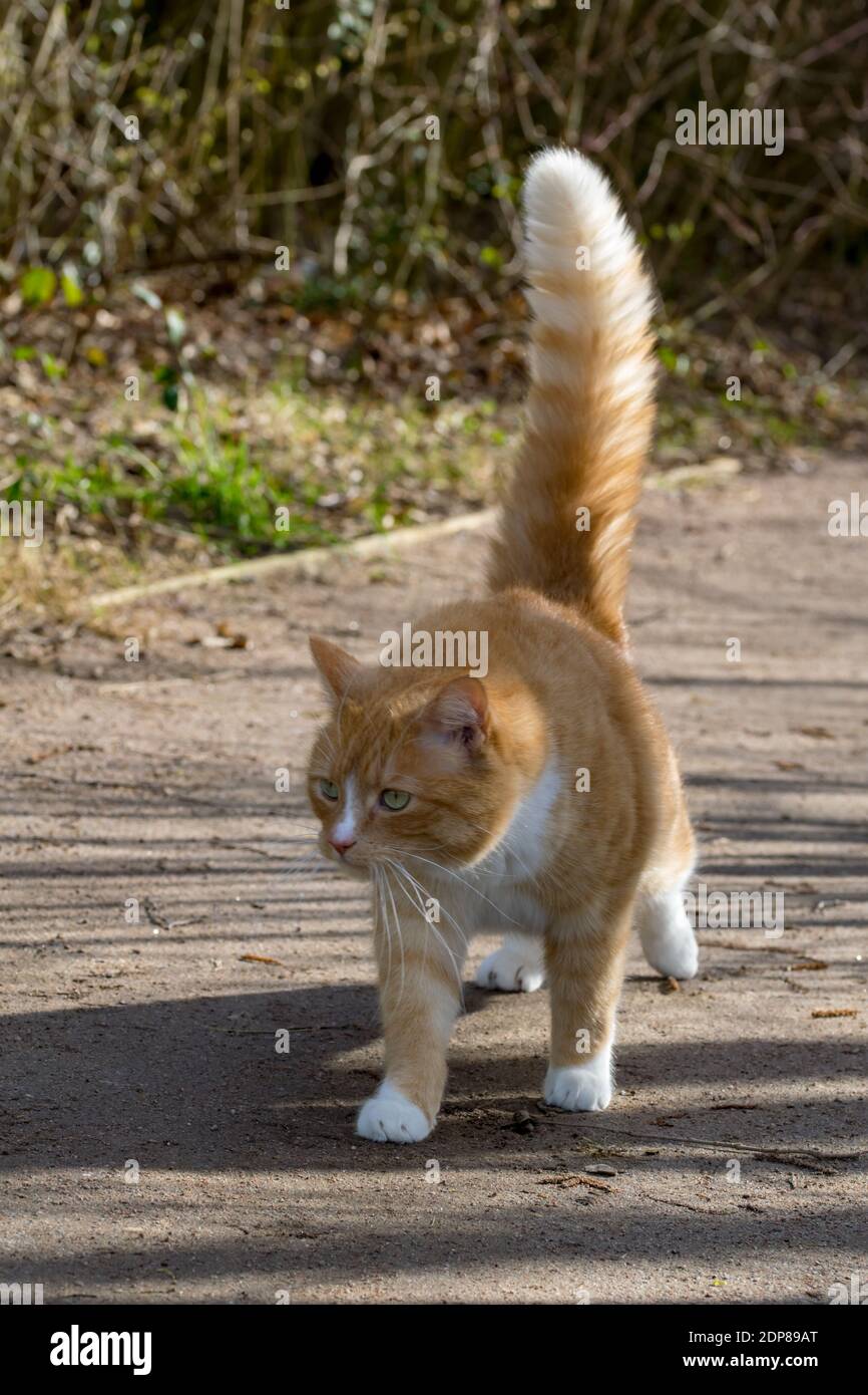 Puffed tail hi-res stock photography and images - Alamy