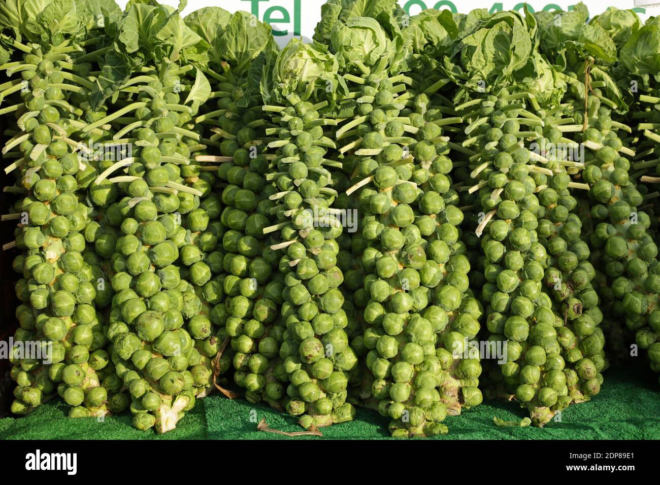 Sprouts on stalk hi-res stock photography and images - Alamy