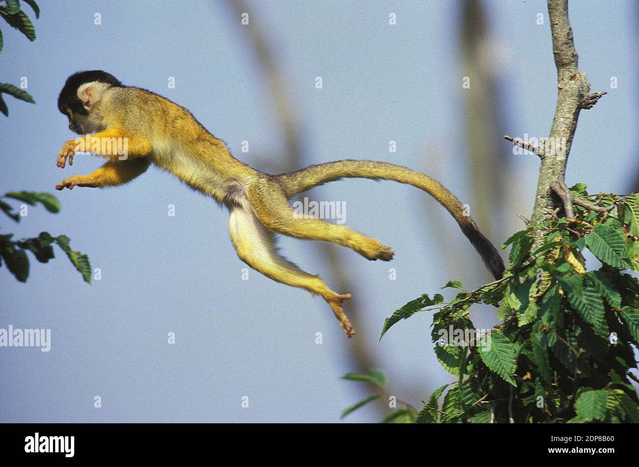Squirrel Monkey, saimiri sciureus, Adult leaping Stock Photo - Alamy