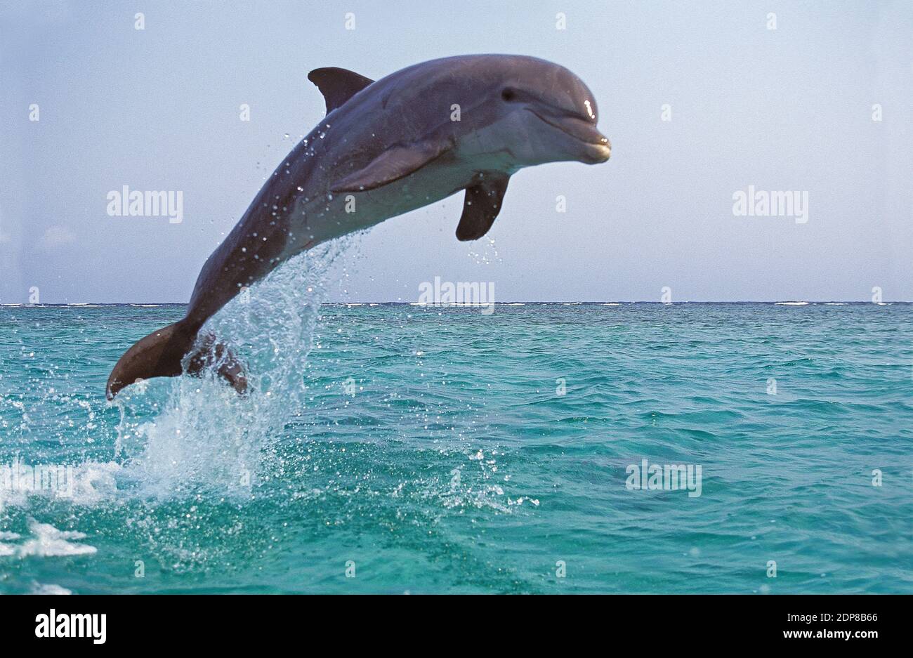Bottlenose Dolphin, tursiops truncatus, Adult Leaping Stock Photo - Alamy