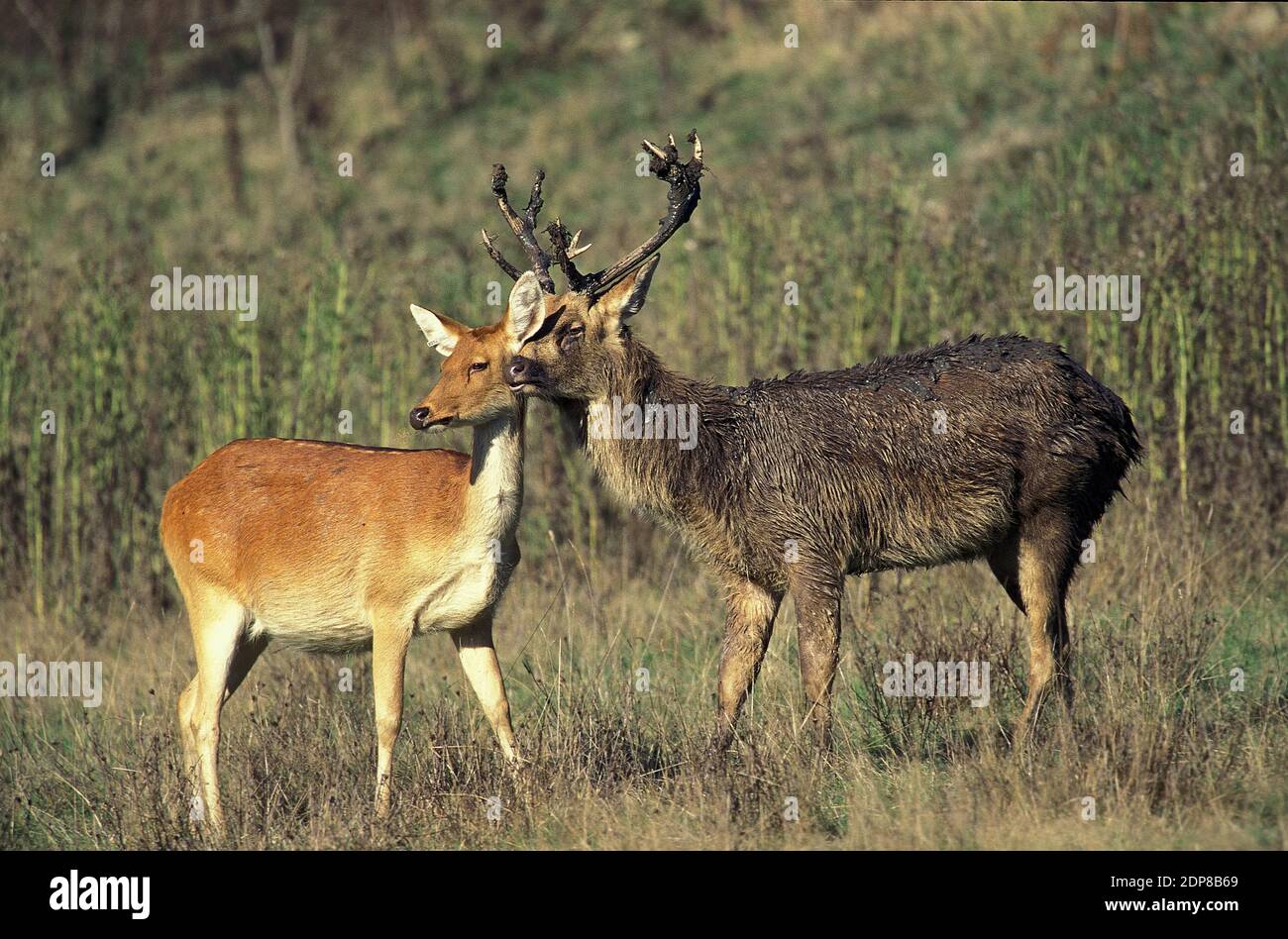 Barasingha Deer or Swamp Deer, cervus duvauceli, Pair Stock Photo - Alamy