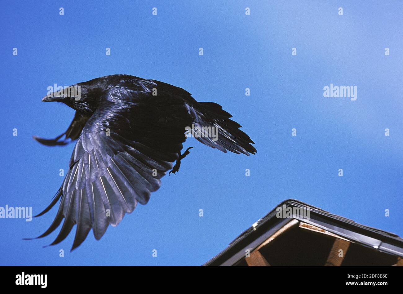 Common raven in full flight hi-res stock photography and images - Alamy