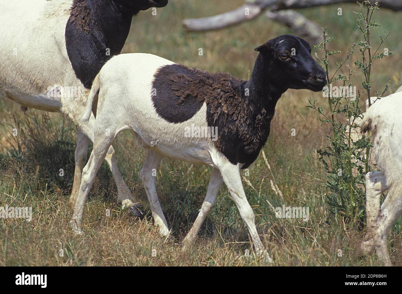 Somali sheep hi-res stock photography and images - Alamy