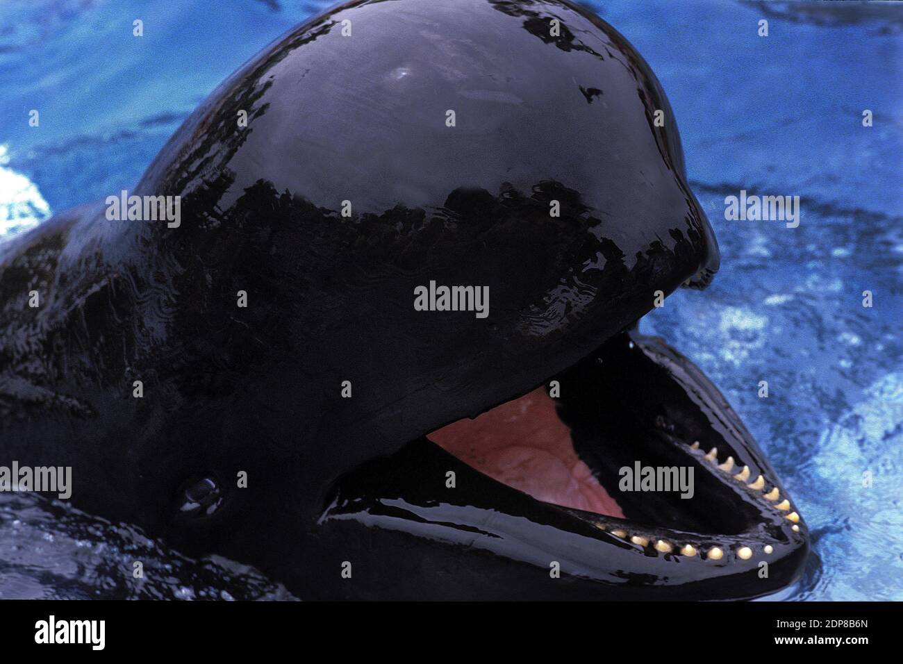 Great White Shark vs Long-finned Pilot Whale - Bestiary