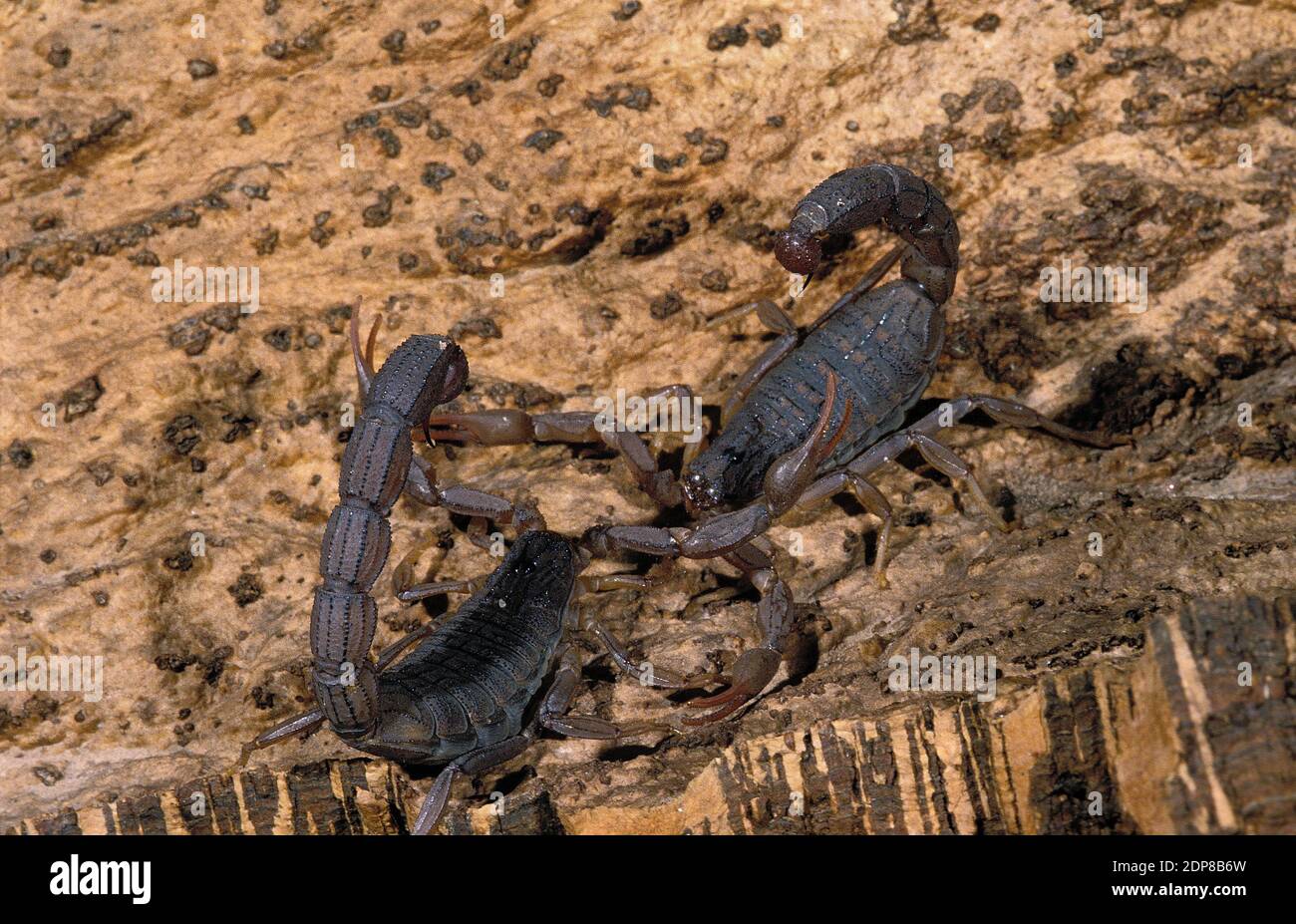 Buthidae sp hi-res stock photography and images - Alamy