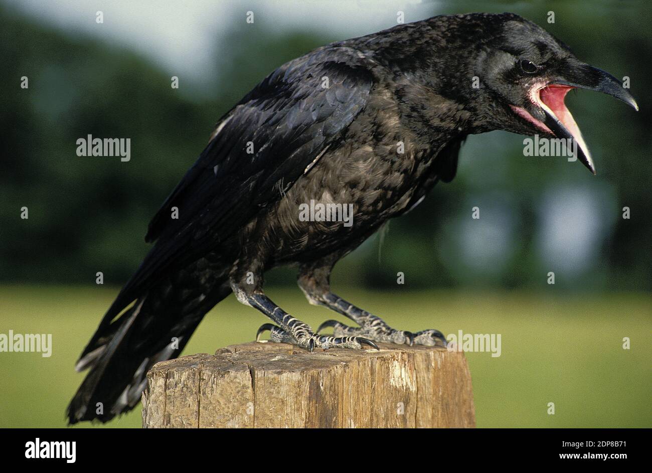 Alaska common raven bird hi-res stock photography and images - Alamy