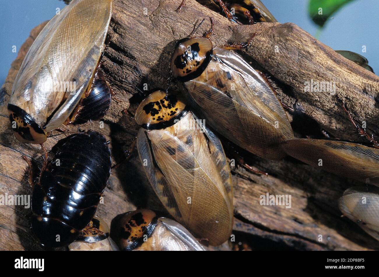 Cockroach, eublaberus distanti, West Indies Stock Photo - Alamy