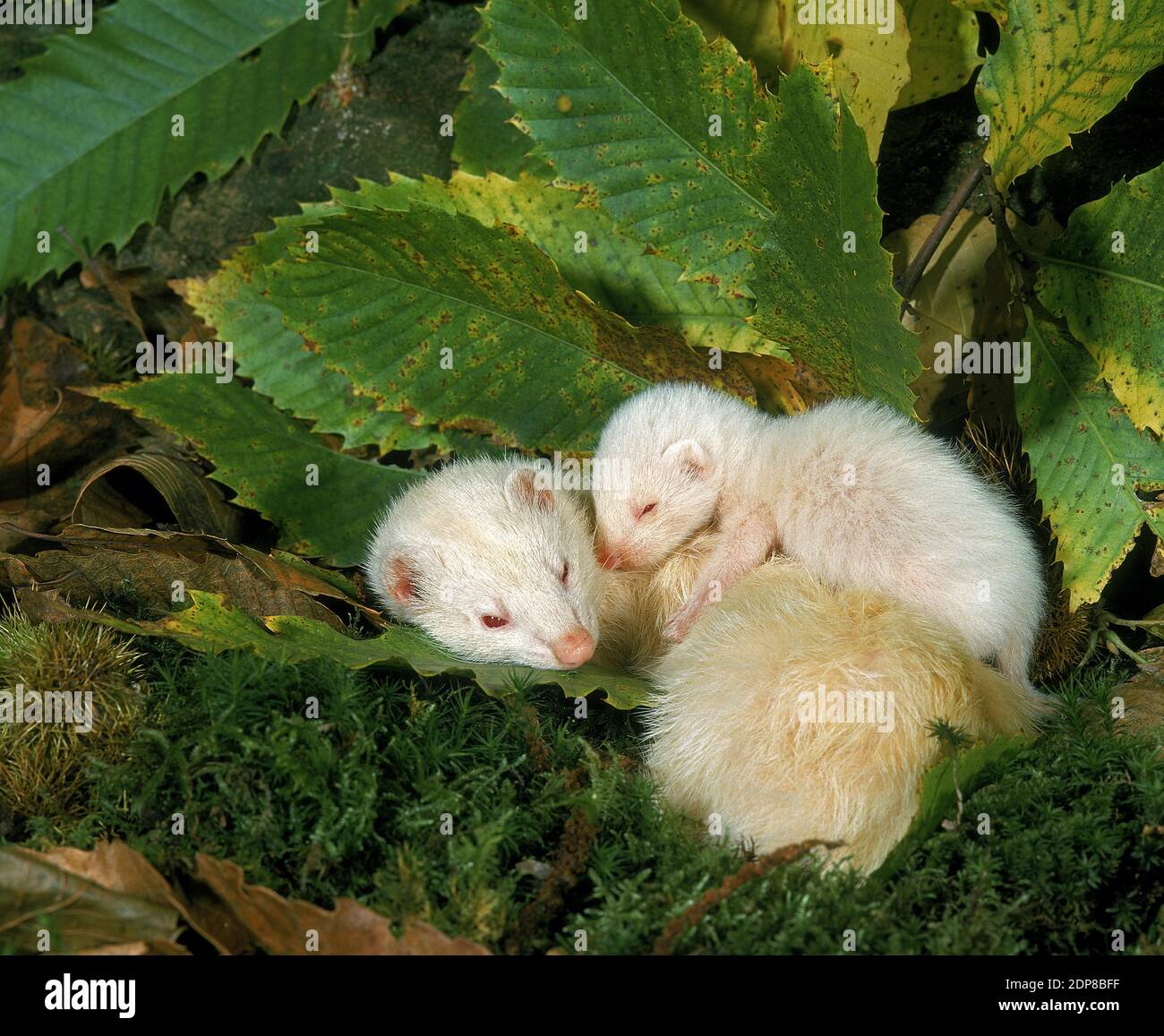 White Ferret Sleeping