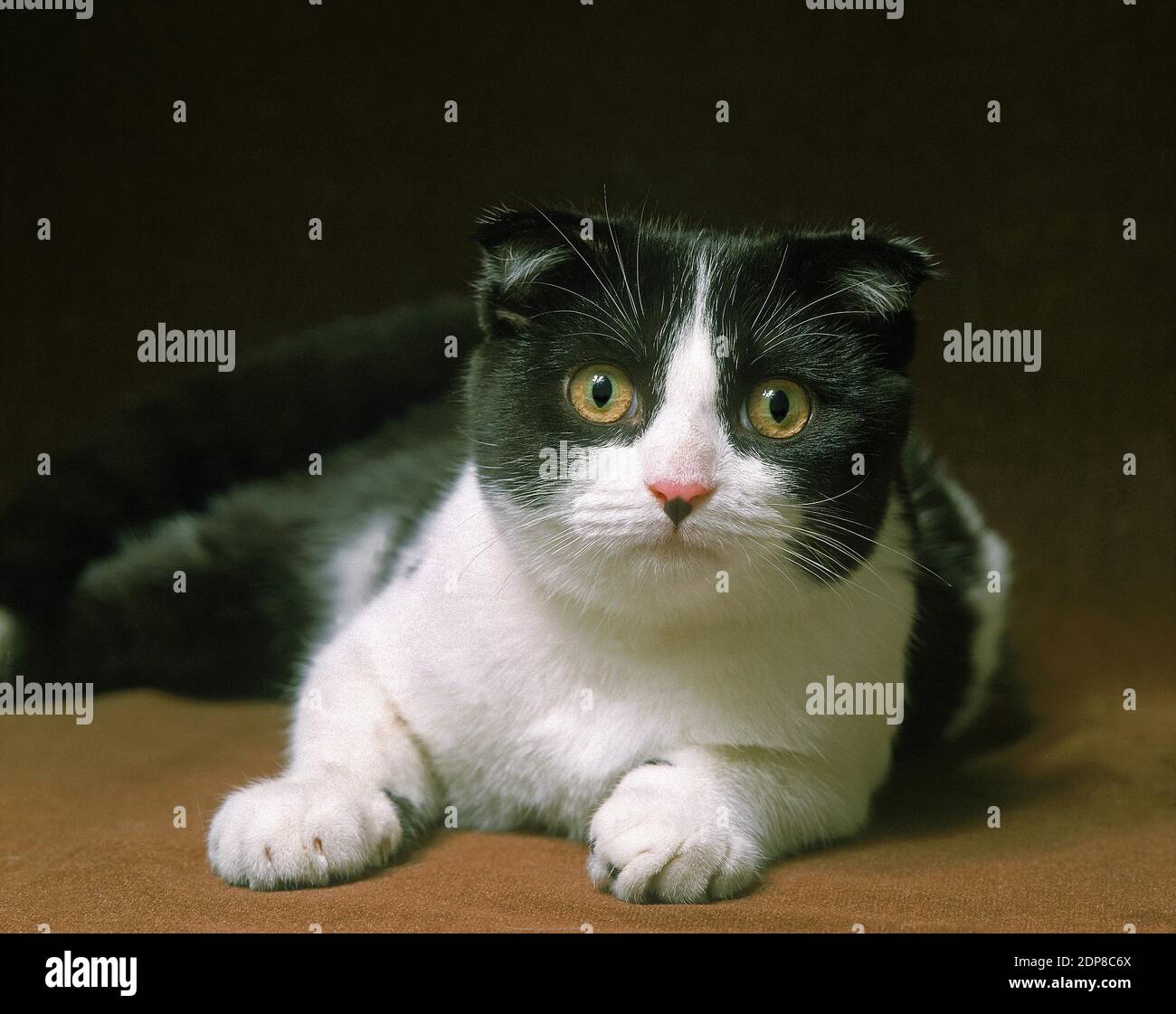Scottish Fold Cat Stock Photo - Alamy