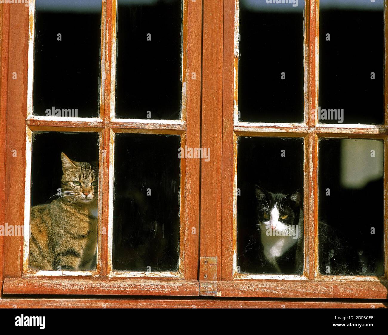 Domestic Cat behing Window Stock Photo - Alamy