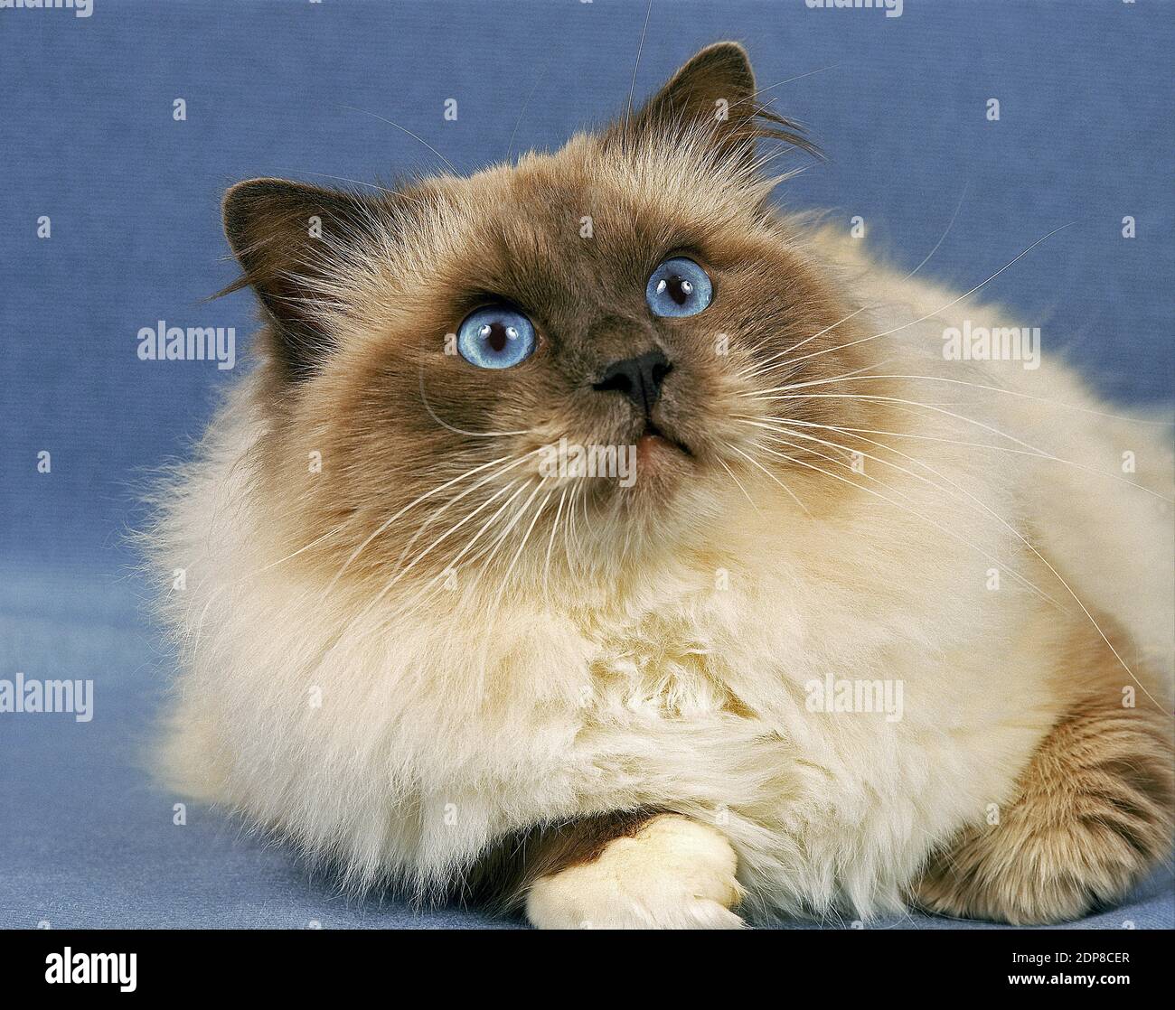 Birmanese Cat, Adult Stock Photo - Alamy