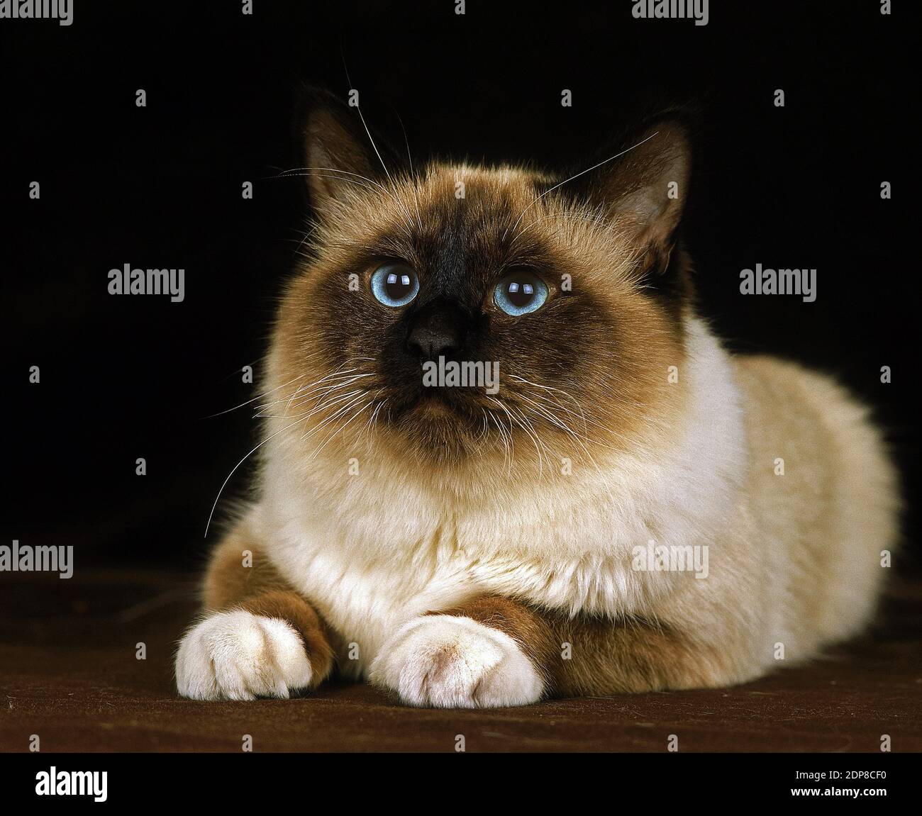Birmanese Cat, Adult laying against Black Background Stock Photo - Alamy