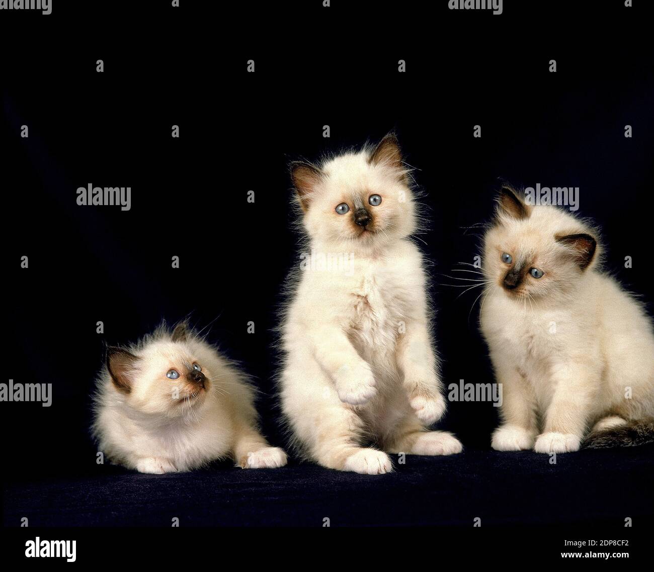 Birmanese Cat, Kitten Playing against Black Background Stock Photo - Alamy