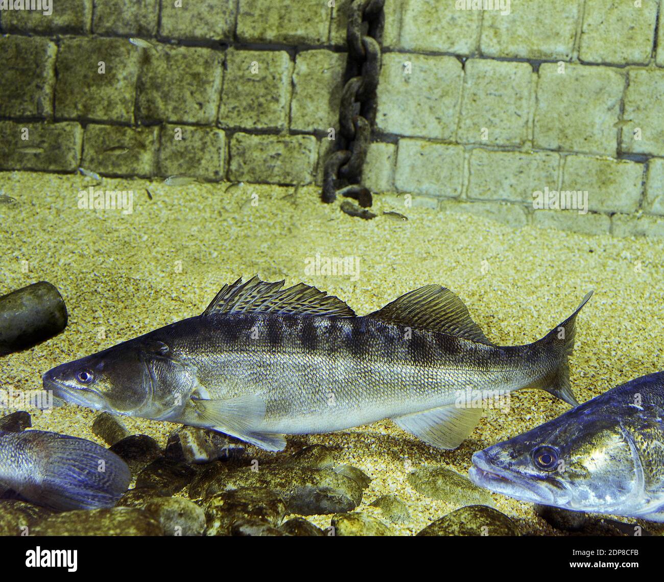 Fish zander animal animals fish hi-res stock photography and images - Alamy