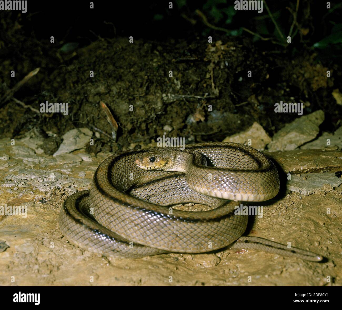 Ladder Snake, elaphe scalaris Stock Photo - Alamy