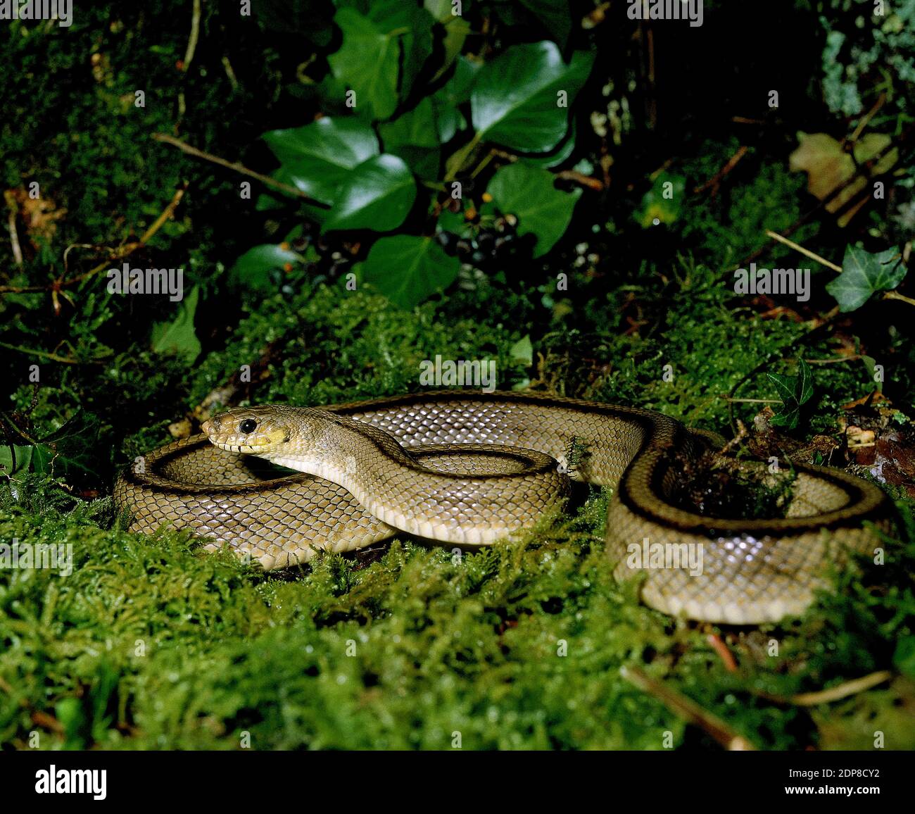 Ladder Snake, elaphe scalaris Stock Photo - Alamy