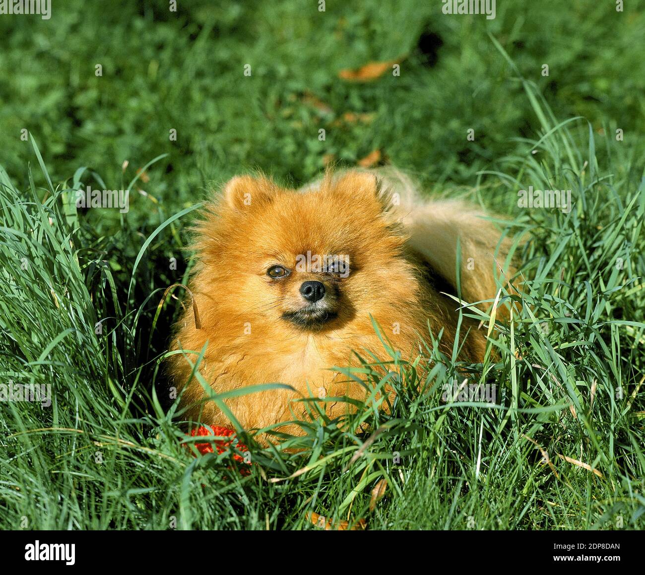 Miniature German Spitz Dog laying on Grass Stock Photo - Alamy