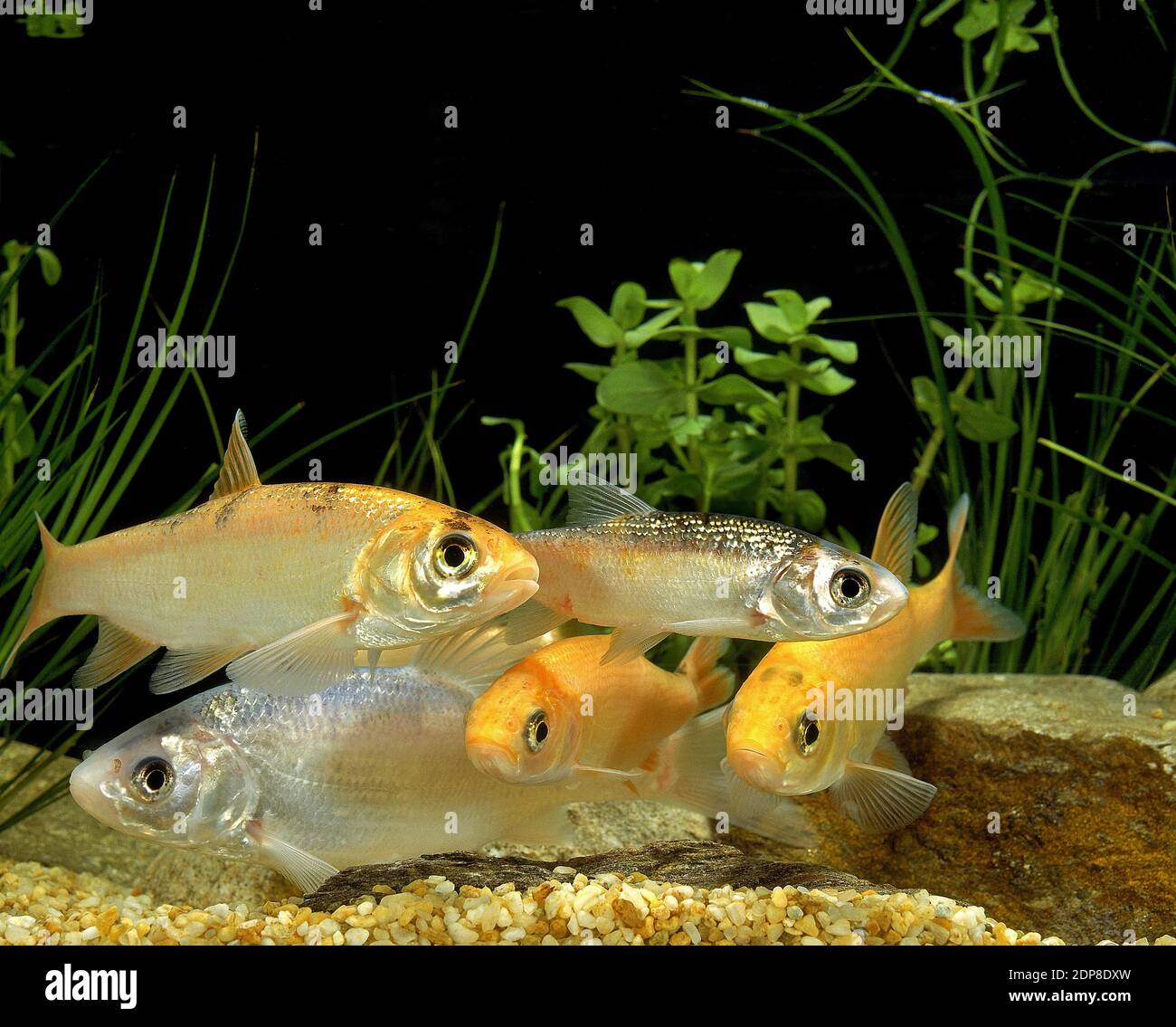 Golden orfe hi-res stock photography and images - Alamy